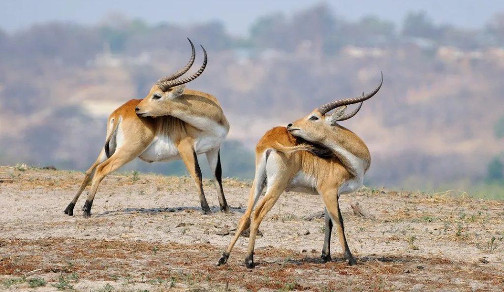 Red Lechwe - Facts, Size, Habitat, Diet & Pictures