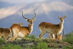 Red Lechwe - Facts, Size, Habitat, Diet & Pictures