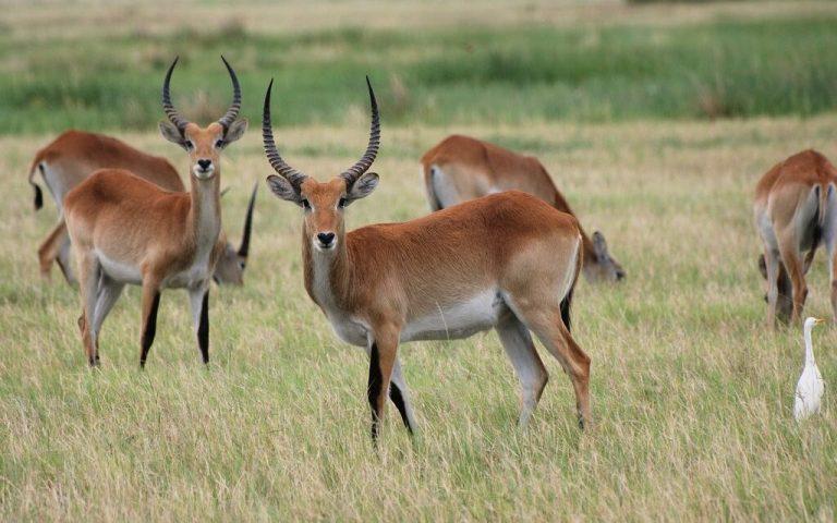 Red Lechwe - Facts, Size, Habitat, Diet & Pictures