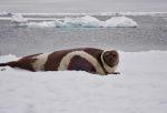 Ribbon Seal - Facts, Size, Diet, Habitat, Adaptations & Pictures