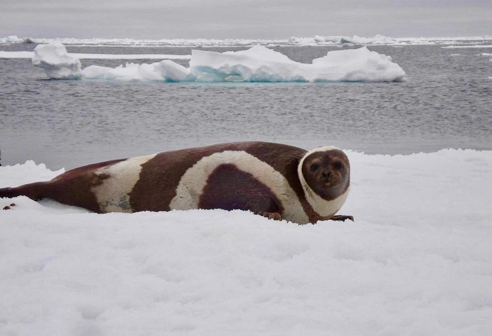 Ribbon Seal - Facts, Size, Diet, Habitat, Adaptations & Pictures