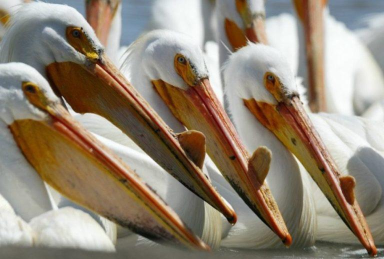 American White Pelican - Facts, Size, Habitat, Diet & Pictures