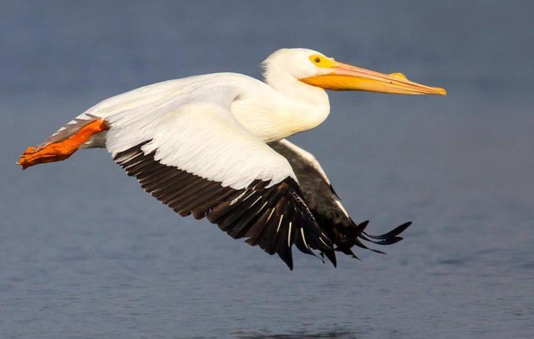 American White Pelican - Facts, Size, Habitat, Diet & Pictures