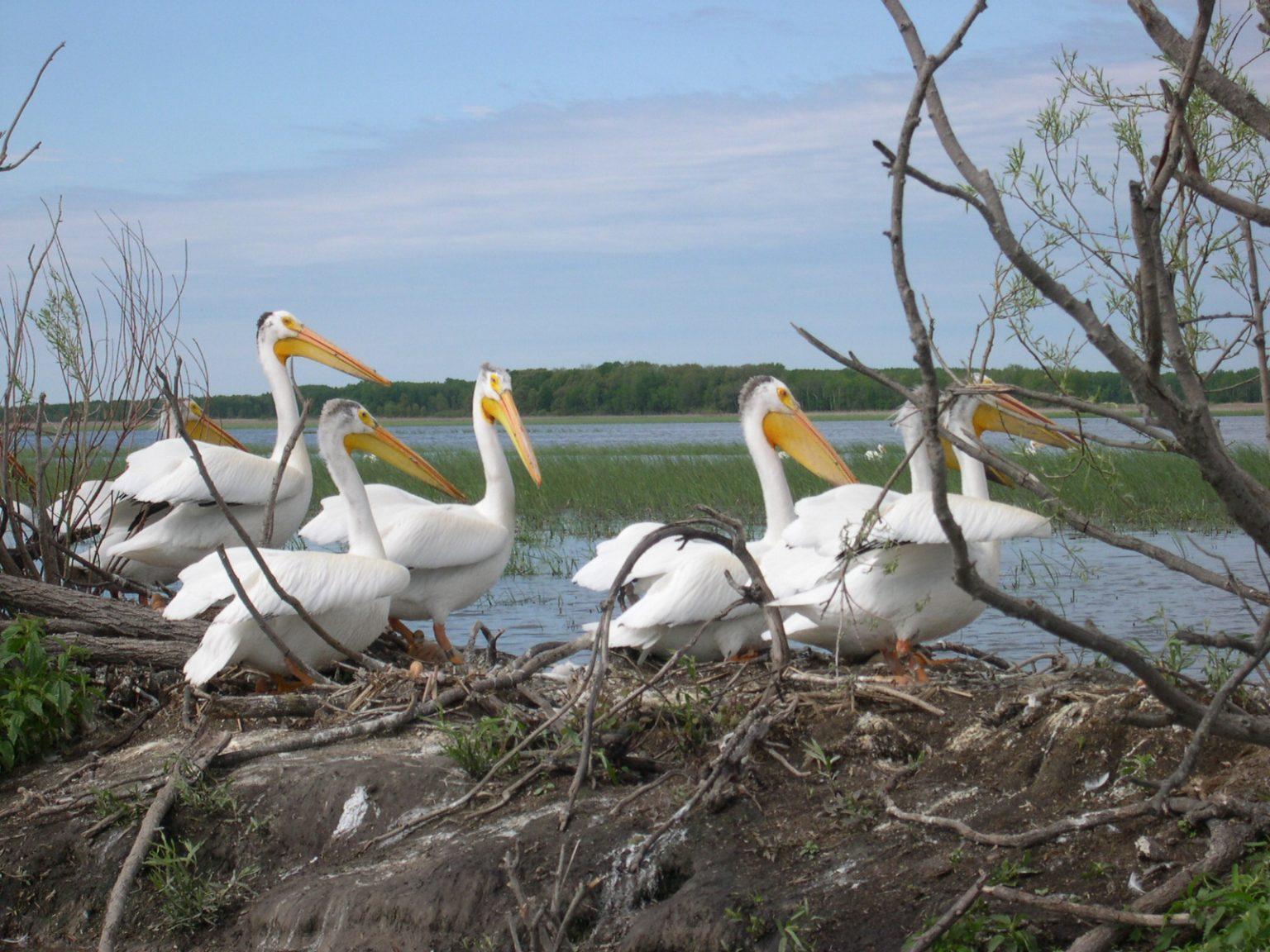 American White Pelican - Facts, Size, Habitat, Diet & Pictures