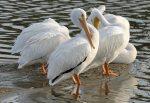 American White Pelican - Facts, Size, Habitat, Diet & Pictures