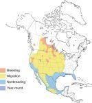 American White Pelican - Facts, Size, Habitat, Diet & Pictures