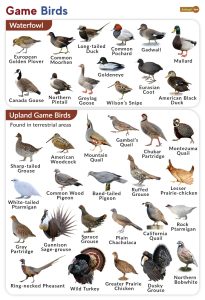 List of Game Birds - Size, Hunting Regions, Seasons (with Pictures)