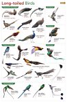 List of Birds With Long Tails (With Pictures)