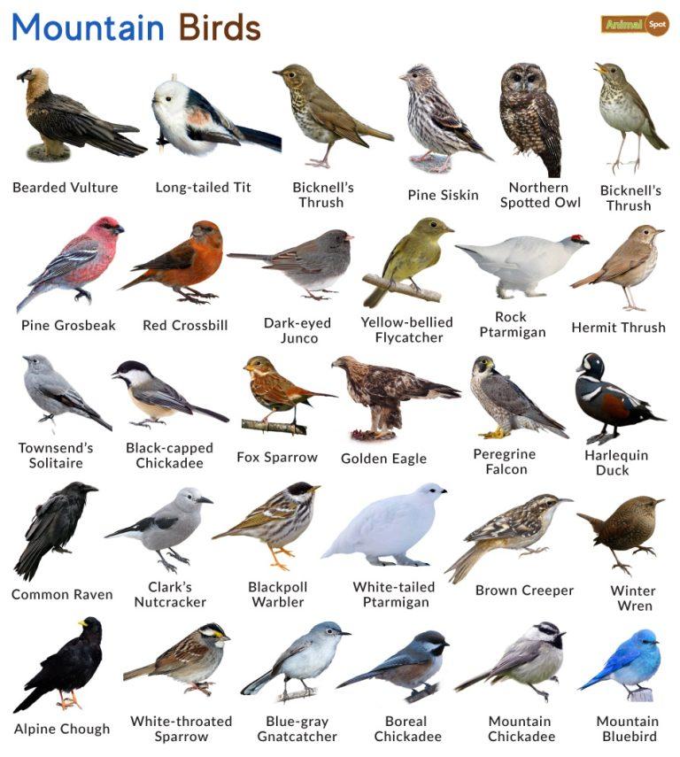 Mountain Birds – List, Altitude, Adaptations, Pictures