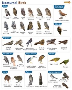 Nocturnal Birds – Facts, List, Pictures, and More