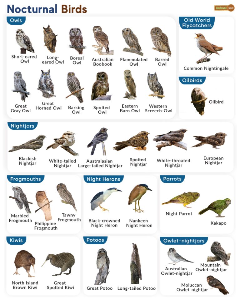 Birds of Prey - Types, Definition, List of Names (With Pictures)