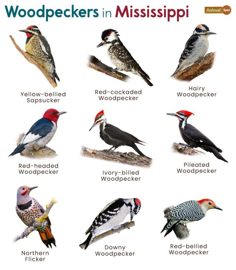 List of Animals That Live in Mississippi - And Its State Animals (Photos)