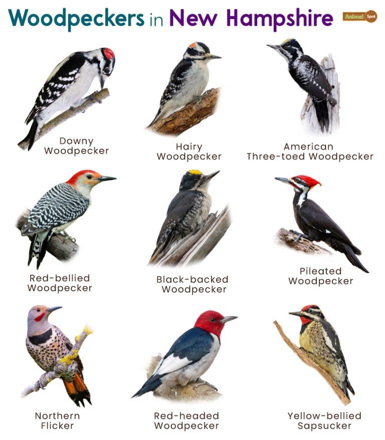 List of Woodpeckers in Minnesota (With Pictures)