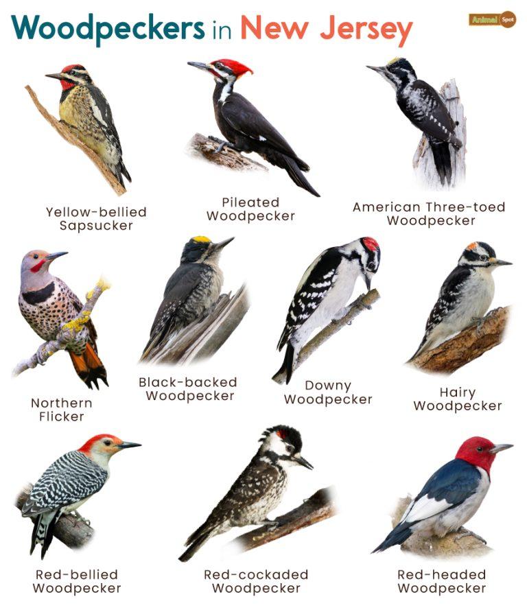 List of Common Birds Found in New Jersey – Facts with Pictures