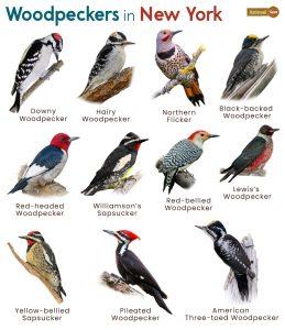 List of Woodpeckers in New York (With Pictures)