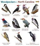 Red-headed Woodpecker - Facts, Habitat, Diet, Life Cycle, Pictures