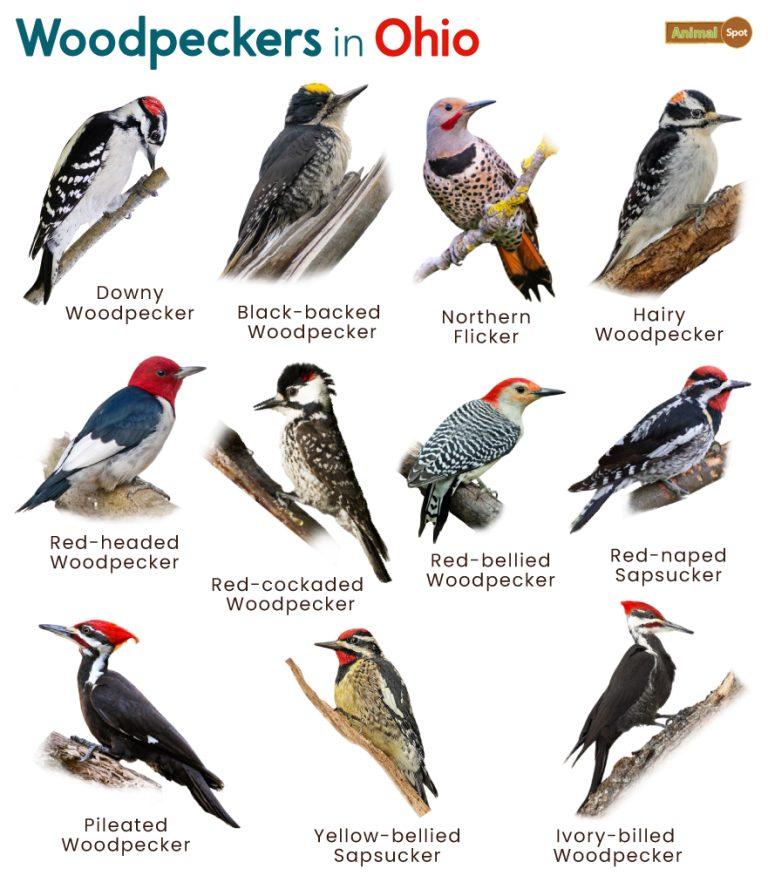 List of Woodpeckers in Ohio (With Pictures)