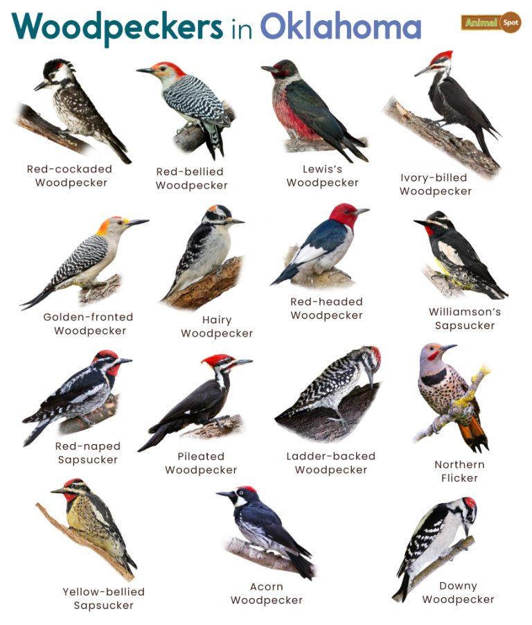 List of Animals That Live in Oklahoma - And Its State Animals (Photos)