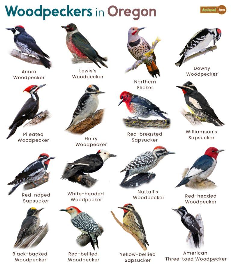 List of Woodpeckers in Oregon (With Pictures)
