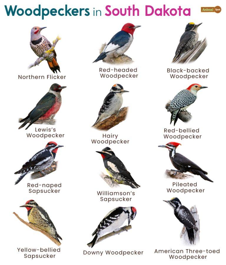 List of Animals That Live in North Dakota - And Its State Animals (Photos)