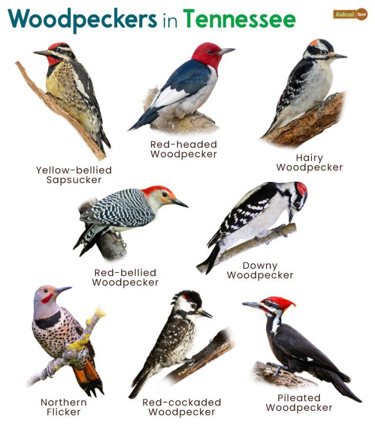 List of Woodpeckers in Tennessee (With Pictures)
