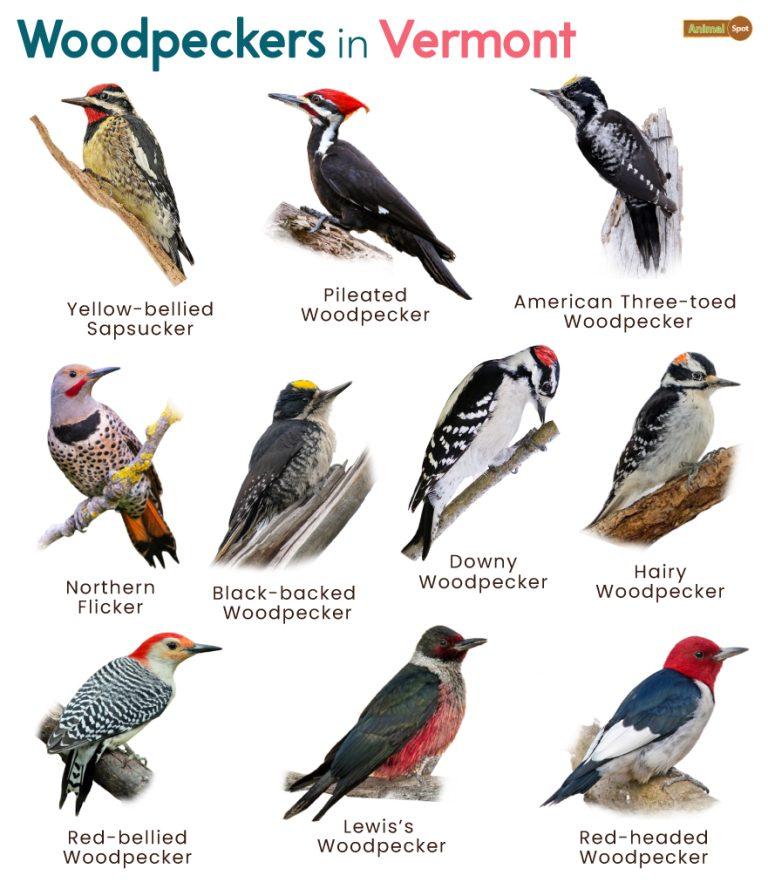 List of Animals That Live in Vermont - And Its State Animals (Photos)