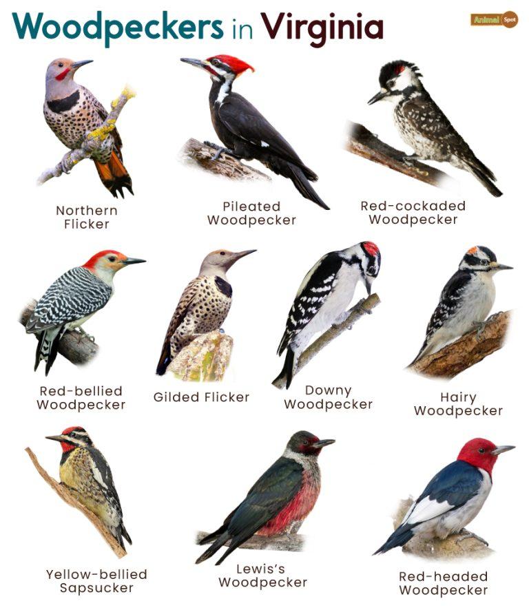 List of Woodpeckers in Virginia (With Pictures)