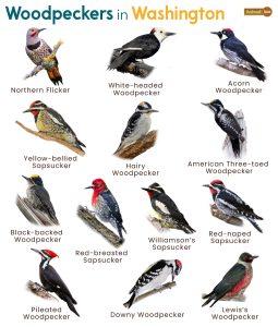 List of Woodpeckers in Washington (With Pictures)