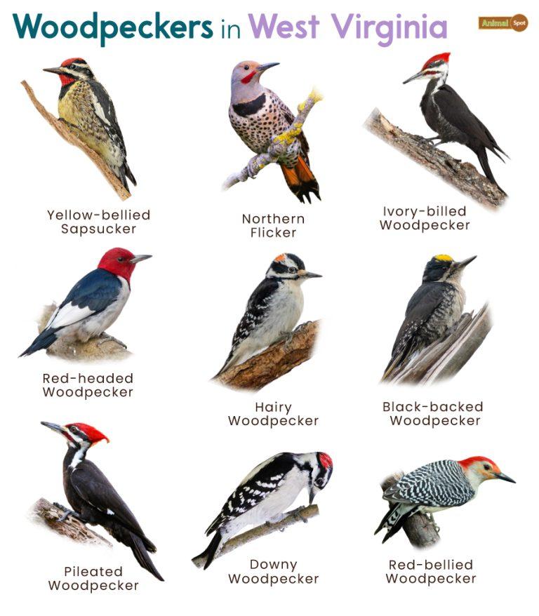 List of Common Birds Found in West Virginia – Facts with Pictures