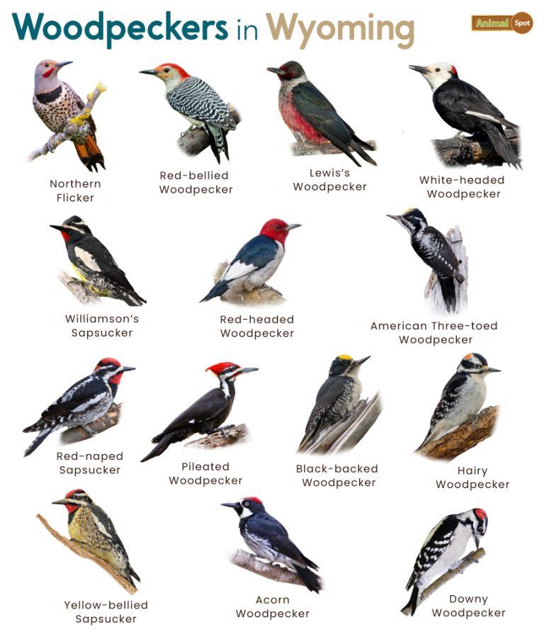 List of Animals That Live in Wyoming - And Its State Animals (Photos)