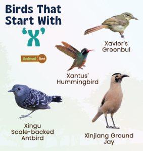 Birds That Start With X - List of Bird Names