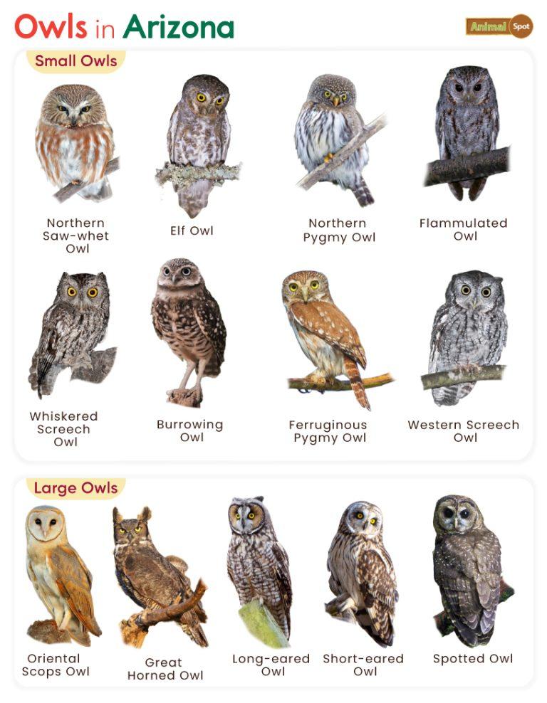 List of Owls in Arizona - Facts, Average Size, Pictures
