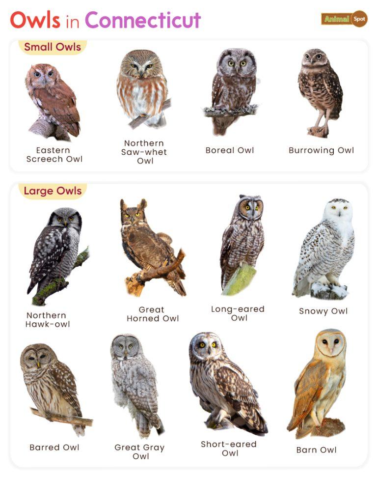 List of Animals That Live in Connecticut - And Its State Animals (Photos)