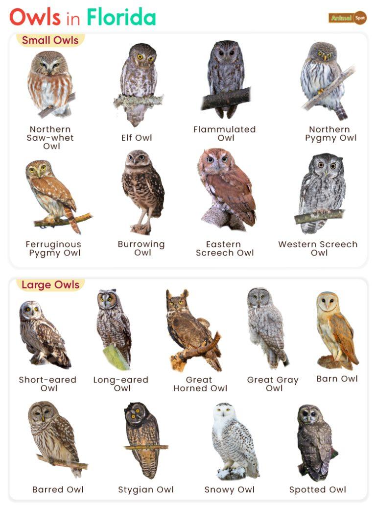 List of Owls in Florida - Facts, Average Size, Pictures