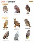 List of Owls in Georgia - Facts, Average Size, Pictures