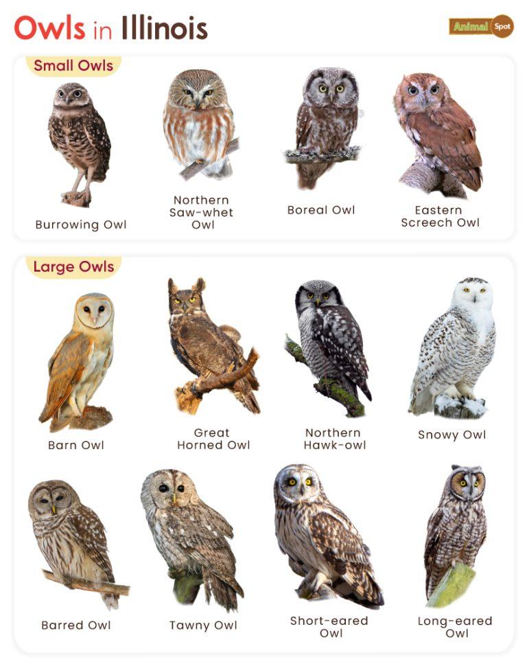 List of Owls in Illinois - Facts, Average Size, Pictures