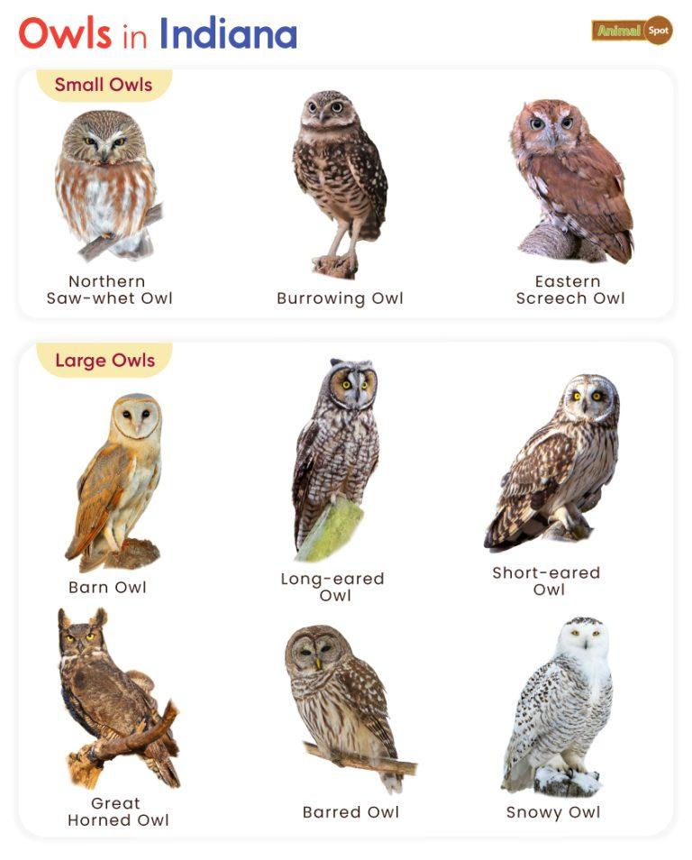Barred Owl – Facts, Size, Sounds, Habitat, and Pictures