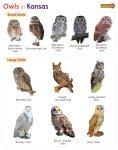 List of Owls in Kansas - Facts, Average Size, Pictures