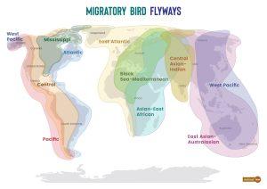 Migratory Birds - List, Flyways, and Pictures
