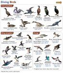 List of Birds That Dive - List, Diving Depths, Pictures, and More