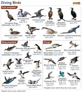 List of Birds That Dive - List, Diving Depths, Pictures, and More
