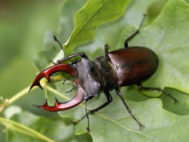 Beetle Facts, Types, Lifespan, Classification, Habitat, Pictures