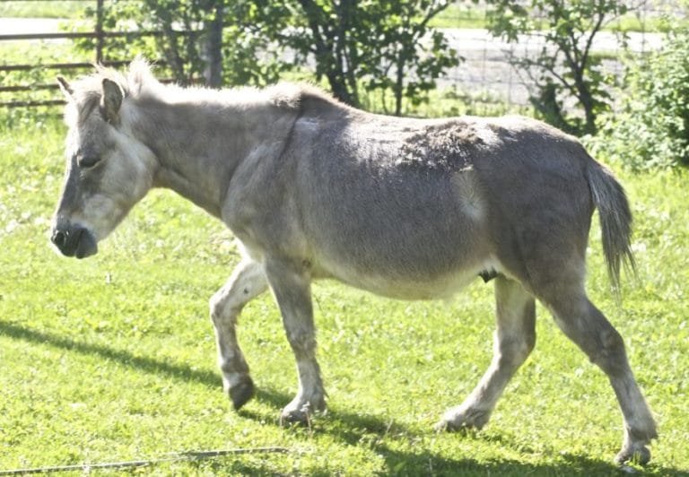 Hybrid Animals - List, Facts, Pictures, and More