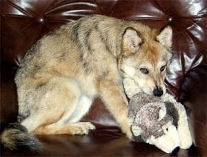 Hybrid Animals - List, Facts, Pictures, and More