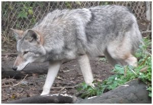 Hybrid Animals - List, Facts, Pictures, and More