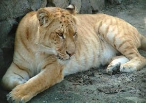 Hybrid Animals - List, Facts, Pictures, and More