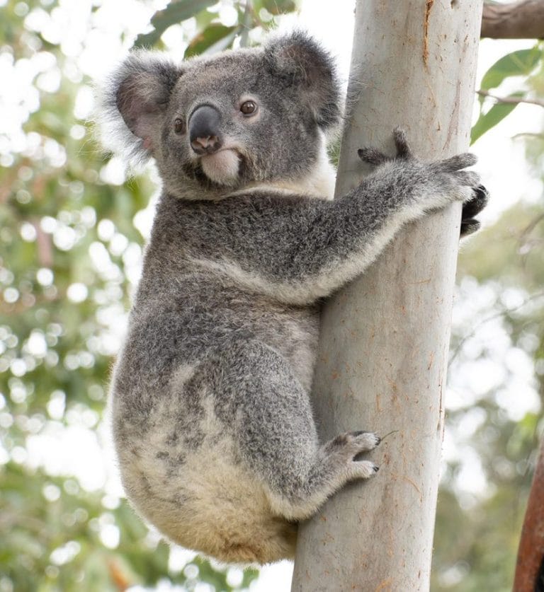 Koala - Size, Habitat, Diet, Lifespan, Predators & Pictures