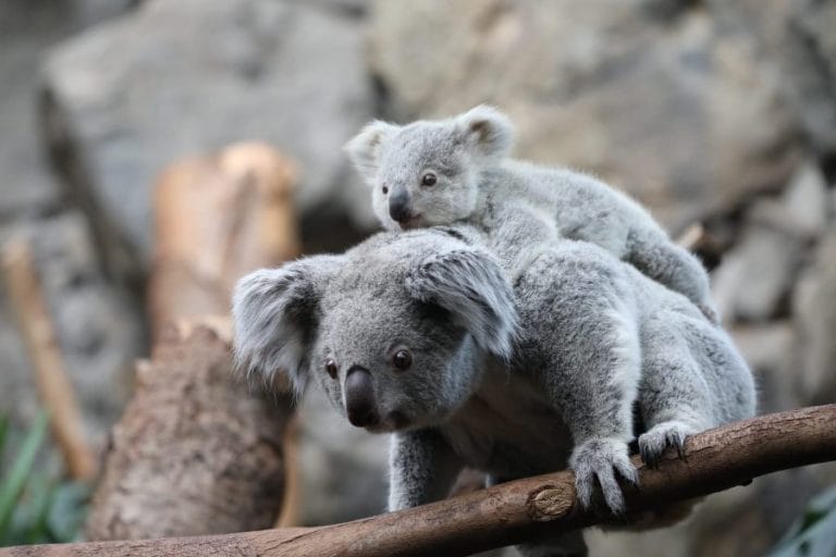 Koala - Size, Habitat, Diet, Lifespan, Predators & Pictures
