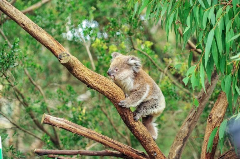 Koala - Size, Habitat, Diet, Lifespan, Predators & Pictures