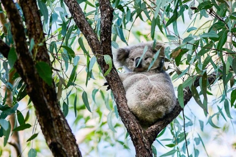 Koala - Size, Habitat, Diet, Lifespan, Predators & Pictures